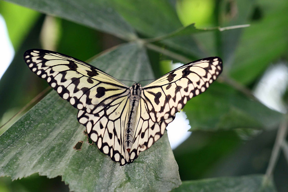 butterfly